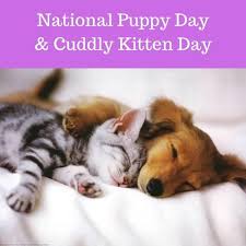 23 MARCH – NATIONAL PUPPY AND CUDDLY KITTEN DAY – Kyrenia Animal Rescue ...